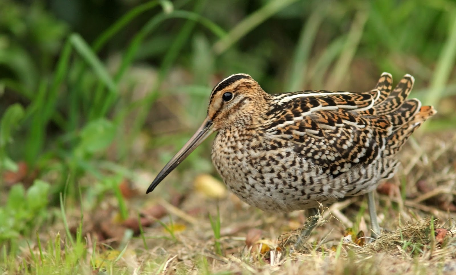 Steve's Birding And Wildlife Blog.: The Kilnsea Great Snipe....What a ...