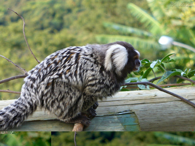 Meio Ambiente: Sagui