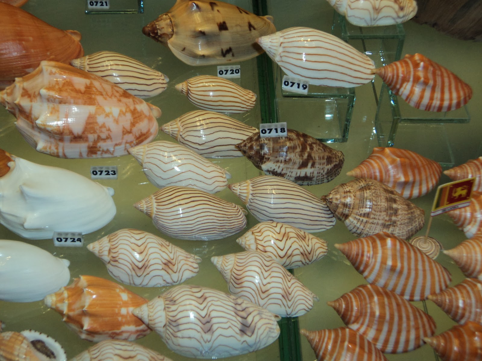 SiputKuning Journal: The Patamakanthin's Shell World-Sharing the Love ...