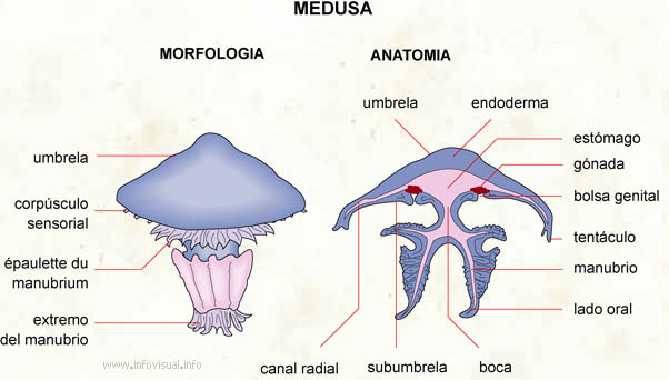 Las medusas