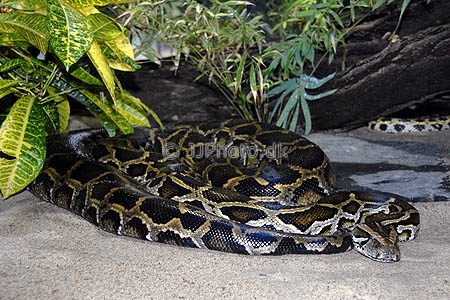 Through the Eyes of a Zoologist : Snakes of Nepal