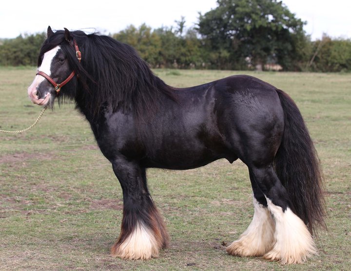 Stallion Hall of Fame