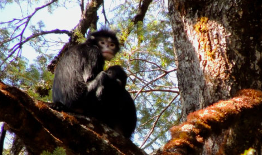 Species New to Science: [Mammalogy • 2016] The Critically Endangered ...