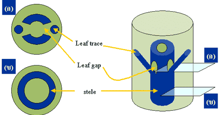 NODAL ANATOMY ~ Fab Study