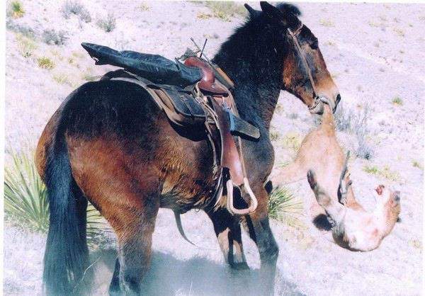 Mule - True Wildlife Creatures