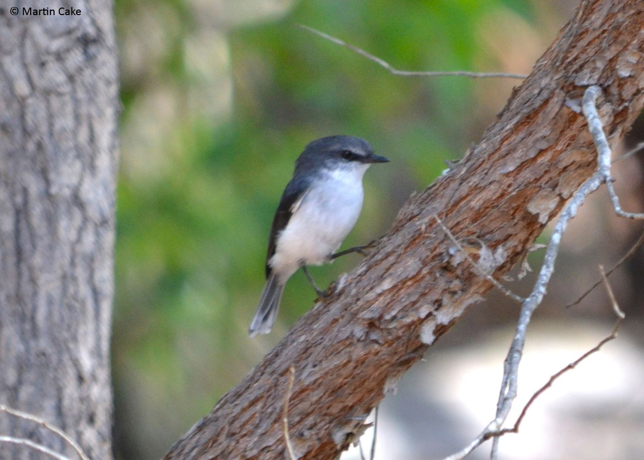 Leeuwin Current Birding: South-west Endemics Part 2: White-breasted Robin