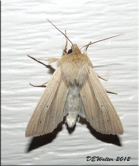 The Home Bug Garden: Moth Week 6: Blacklighting for Moths - Updated