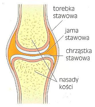 Powtórki....: Układ ruchu: mięśnie, układ kostny, stawy, wady i urazy ...
