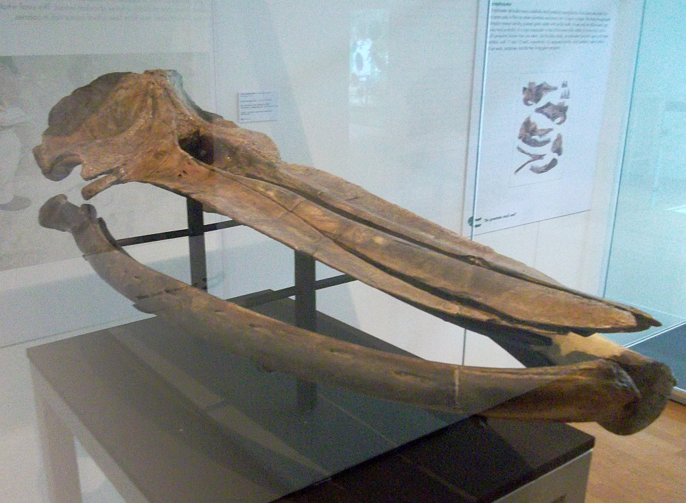 Leviathan Whale Skeleton
