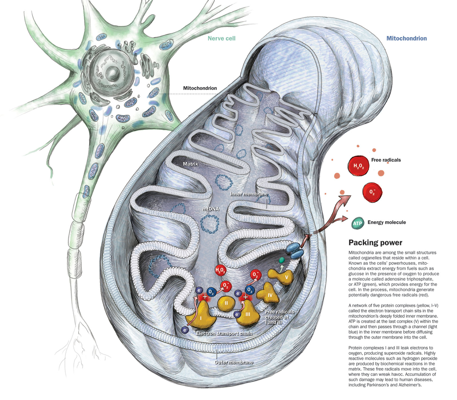 mitochondrial function - meddic