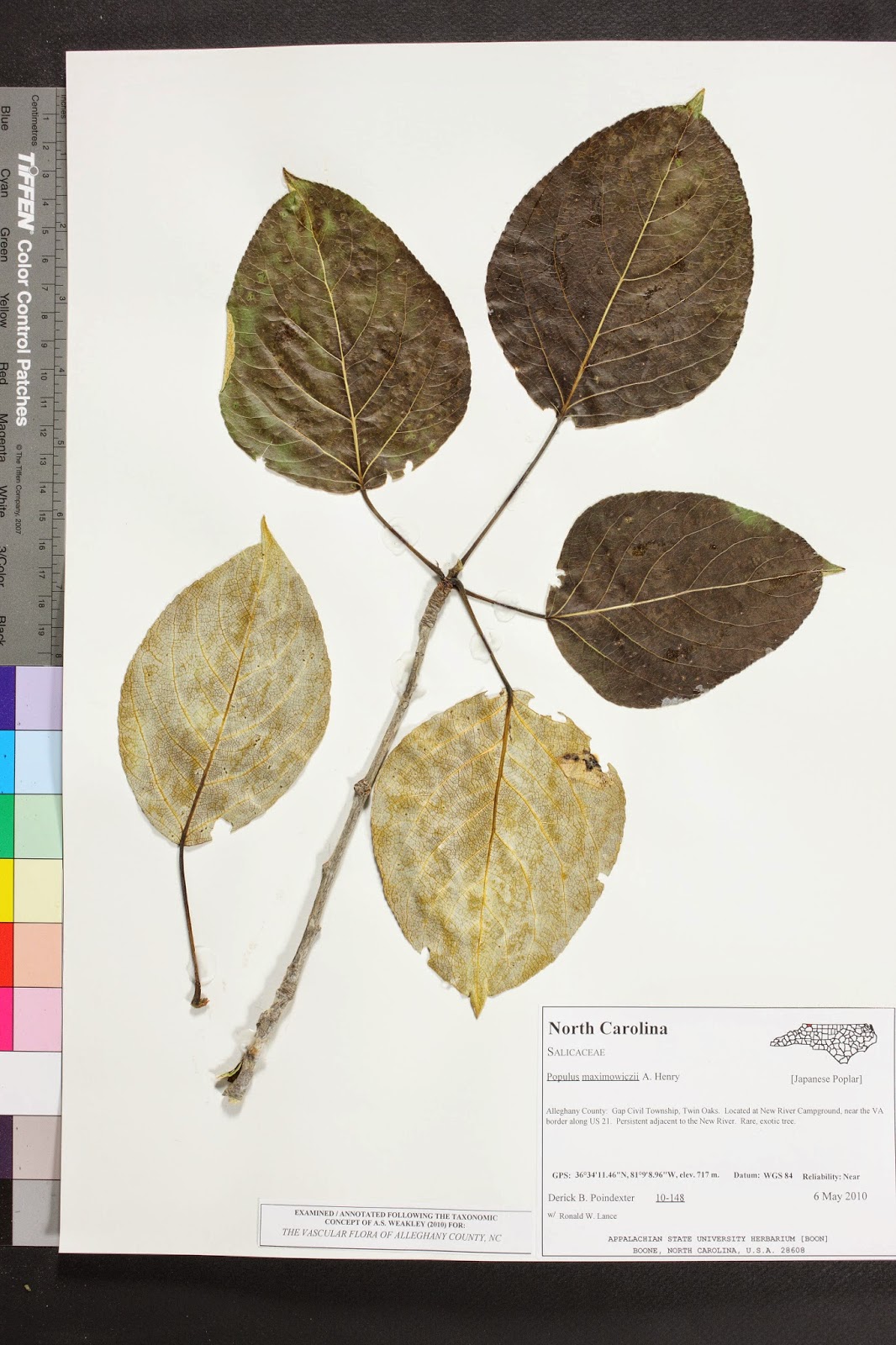 Всё о бегониях и не только...: Тополь Максимовича (Populus maximowiczii)