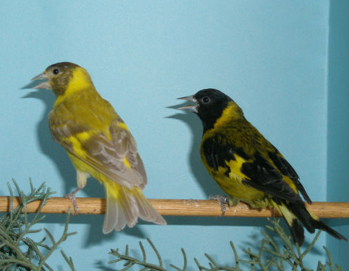 Pintassilgo, Tarin américain, Amerikaanse sijzen, Amerikanische zeisige ...