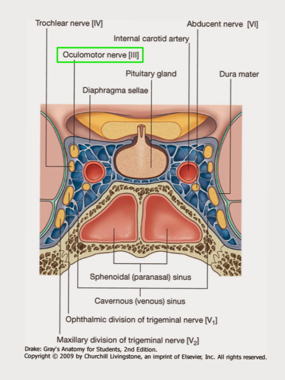 A Tale of Med Students: Oculomotor Nerve – Cranial Nerve III/3