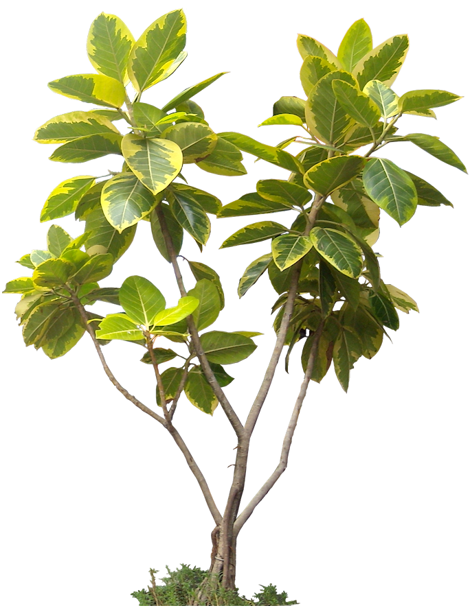 Tropical Plant Pictures: Ficus altissima