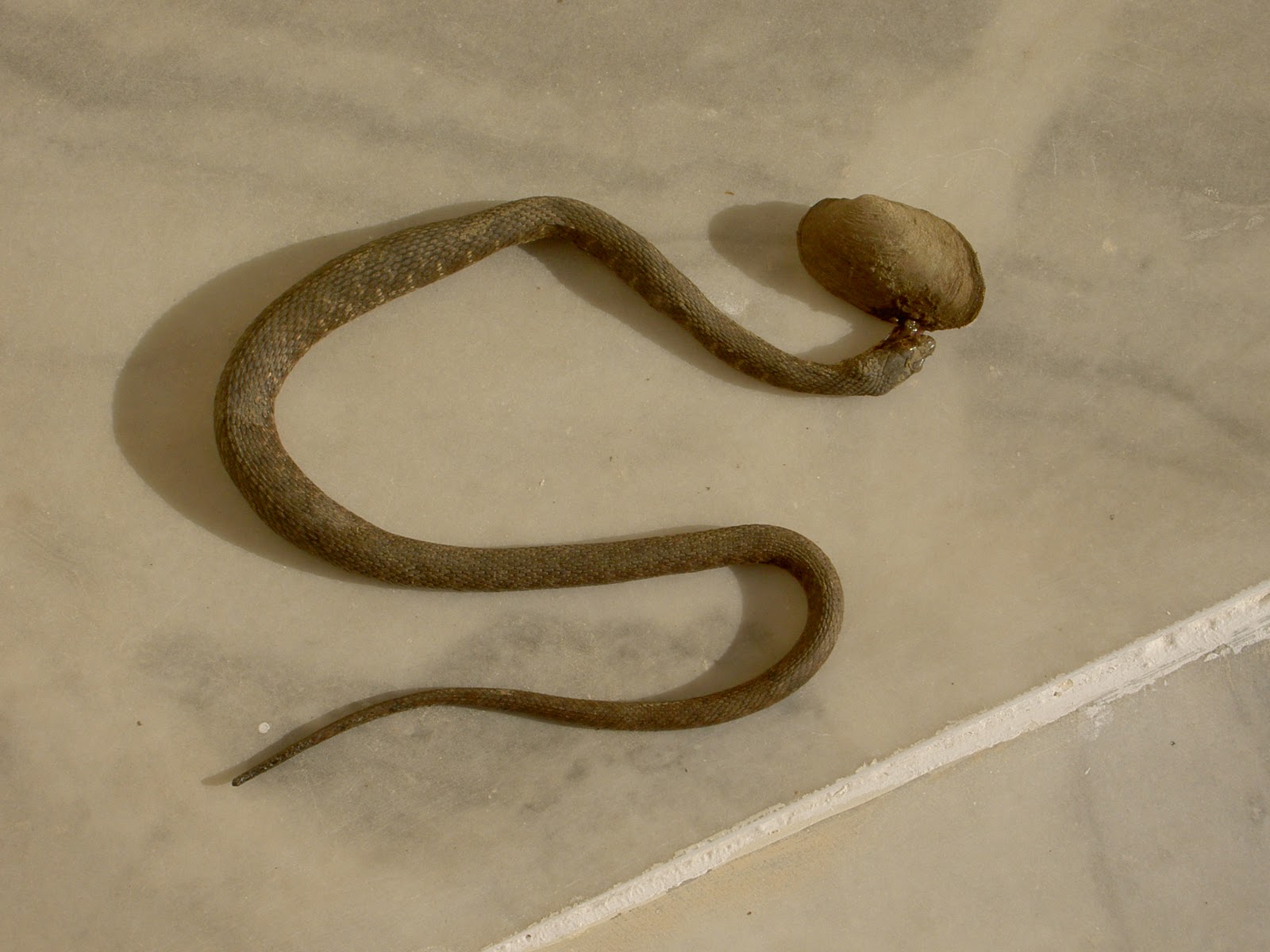 ΓΙΑΝΝΗΣ Δ.ΛΥΡΑΣ: ΤΟ ΨΑΡΟΒΟΤΑΝΟ ΤΩΝ ΠΑΙΔΙΚΩΝ ΜΑΣ ΧΡΟΝΩΝ.ΛΑΟΓΡΑΦΙΑ