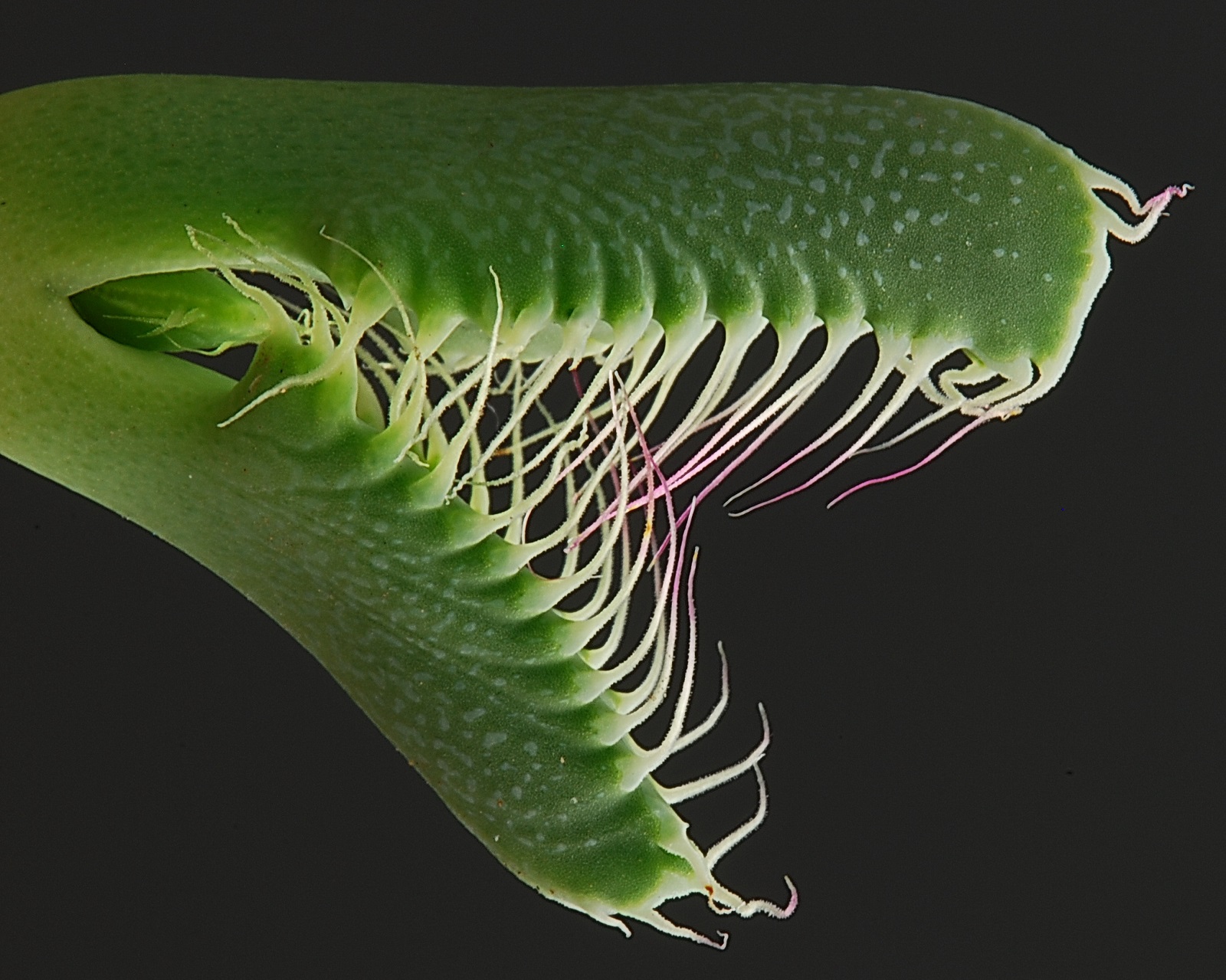 Real Monstrosities: Tiger Jaws