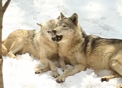 White Wolf : Wolves snuggle up to one another. (Video)