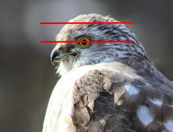 Alix Arthur d'Entremont: Cere position on Sharp-shinned & Cooper's