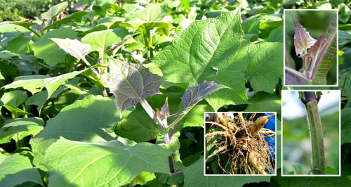 Manfaat Daun Insulin untuk Tubuh | Daun Yakon Insulin