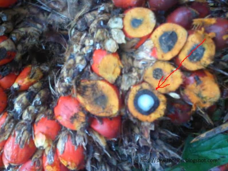 Buah Sawit ~ Sawit Indonesia