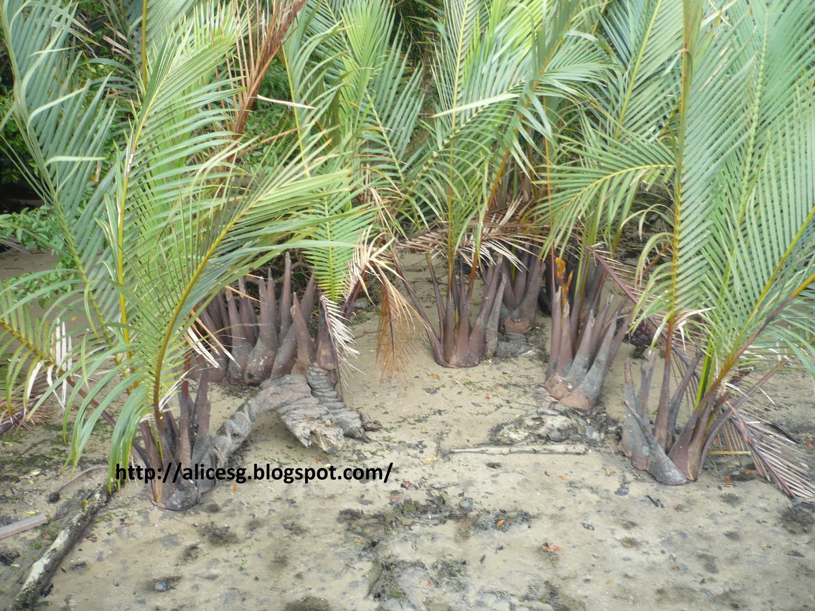 Alicesg-Singaporemyhome: Pulau Ubin - Mangroves and attap chee