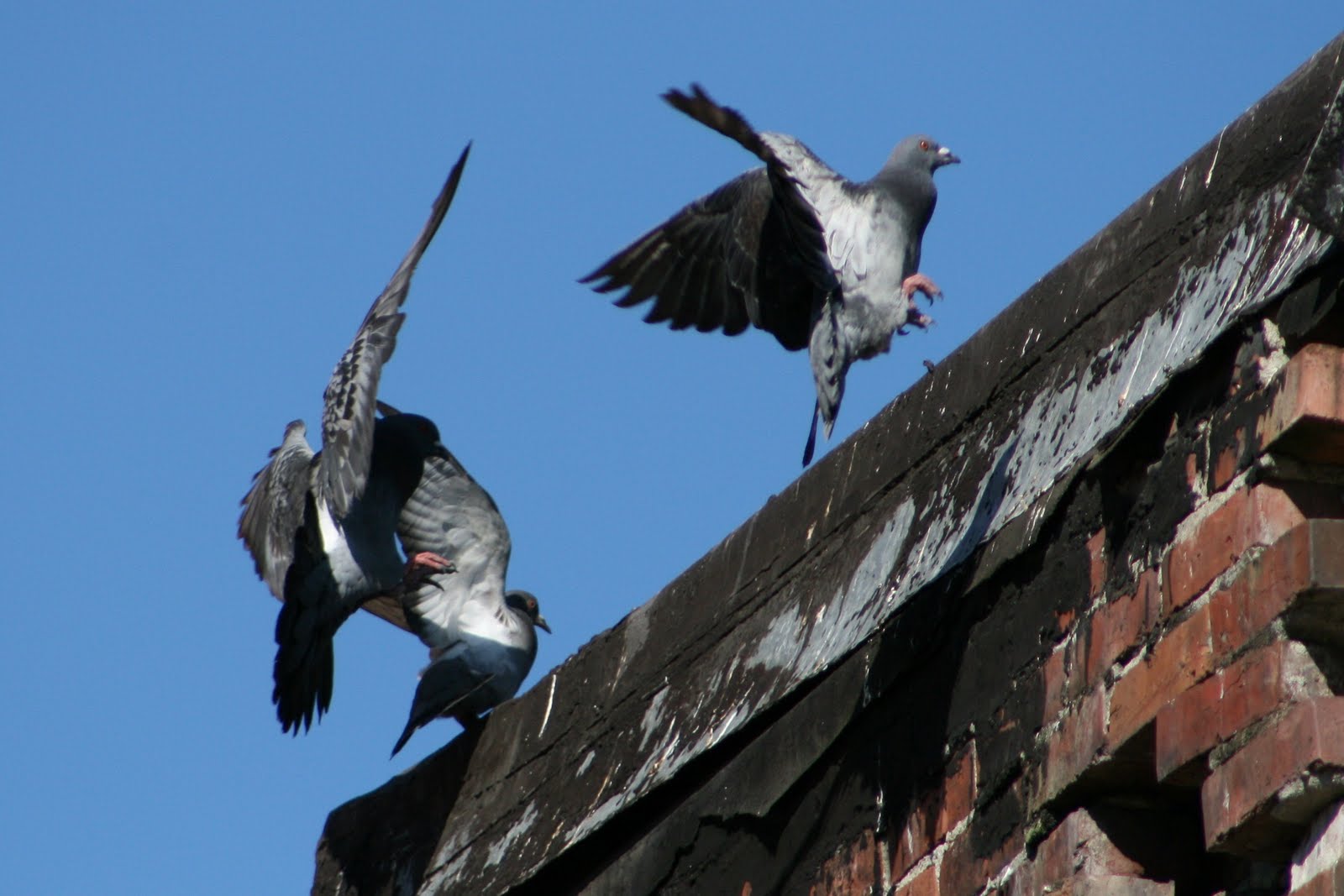Birdland West: Pigeon Watch