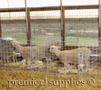 Premier Farm Diary: Lambing Jugs