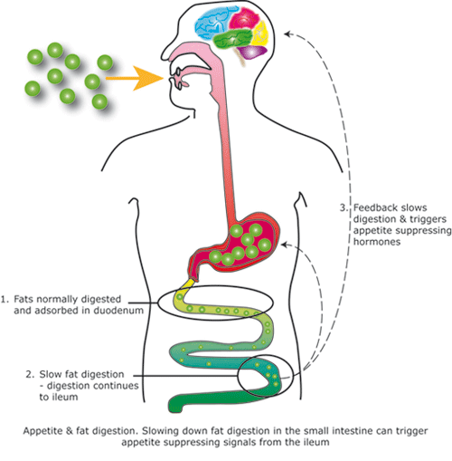 Bushido.: The Truth About Fat!