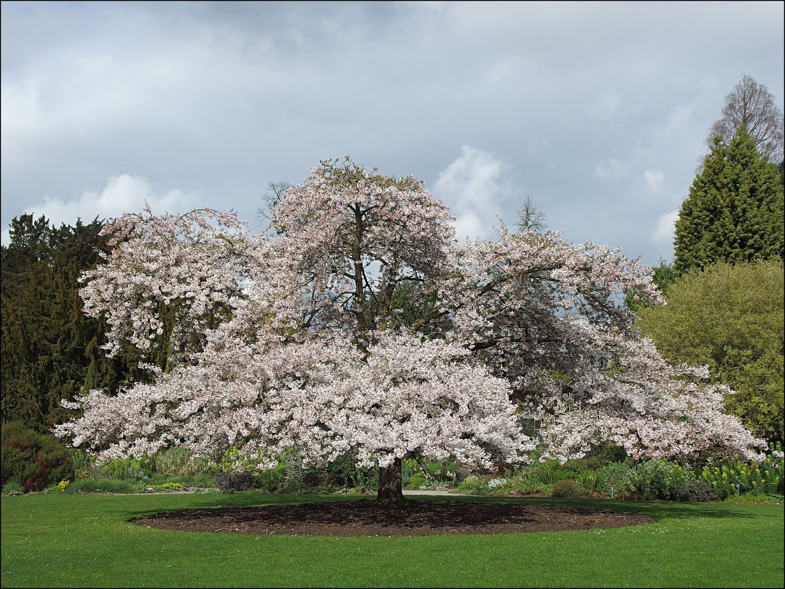 "By Stargoose And Hanglands": March Flower, March Tree