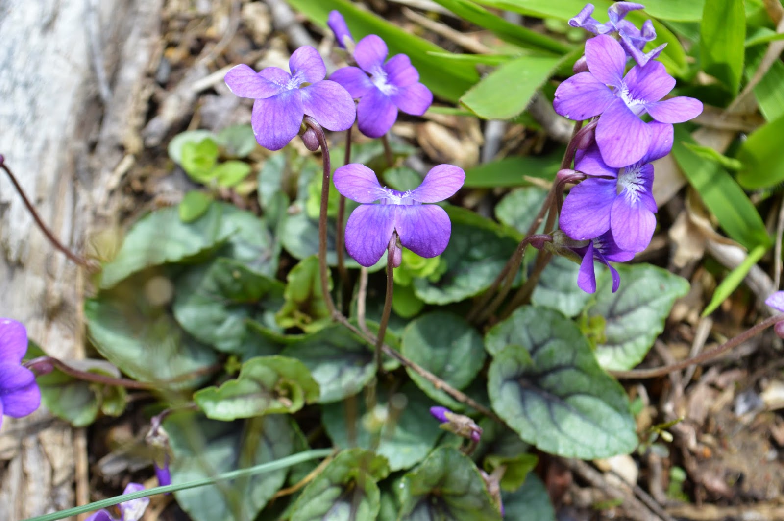 The Wright Family Farm: Wild Edibles // Violet Ice Cubes