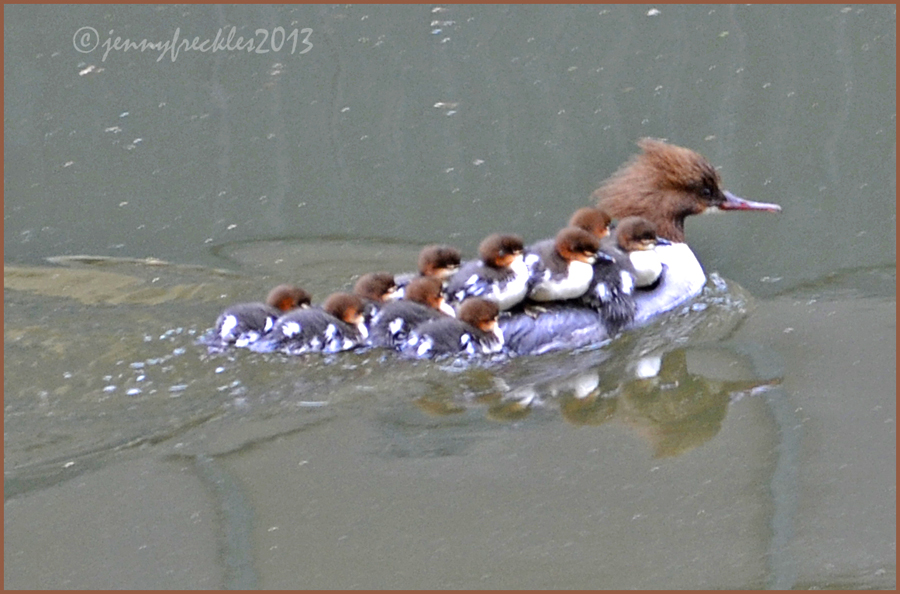 Saltaire Daily Photo: June 2013