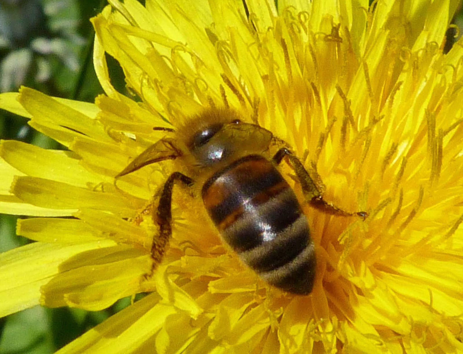Insects of Scotland: Bees/Wasps/Ichneumons/Sawflies/Ants
