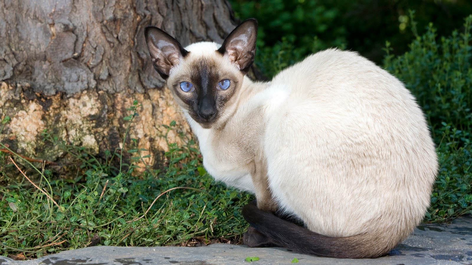 Siamese Rescue - The Ultimate Friend (UPDATE) | Siamese Cats And Kittens