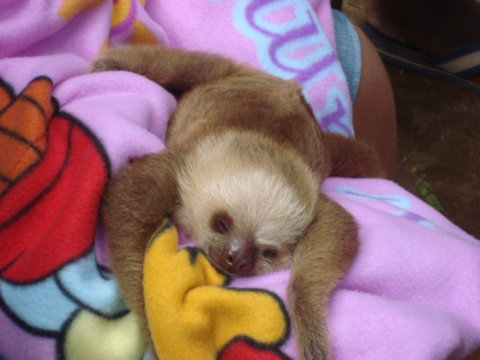 The Rapscallion: Slothful Excuses