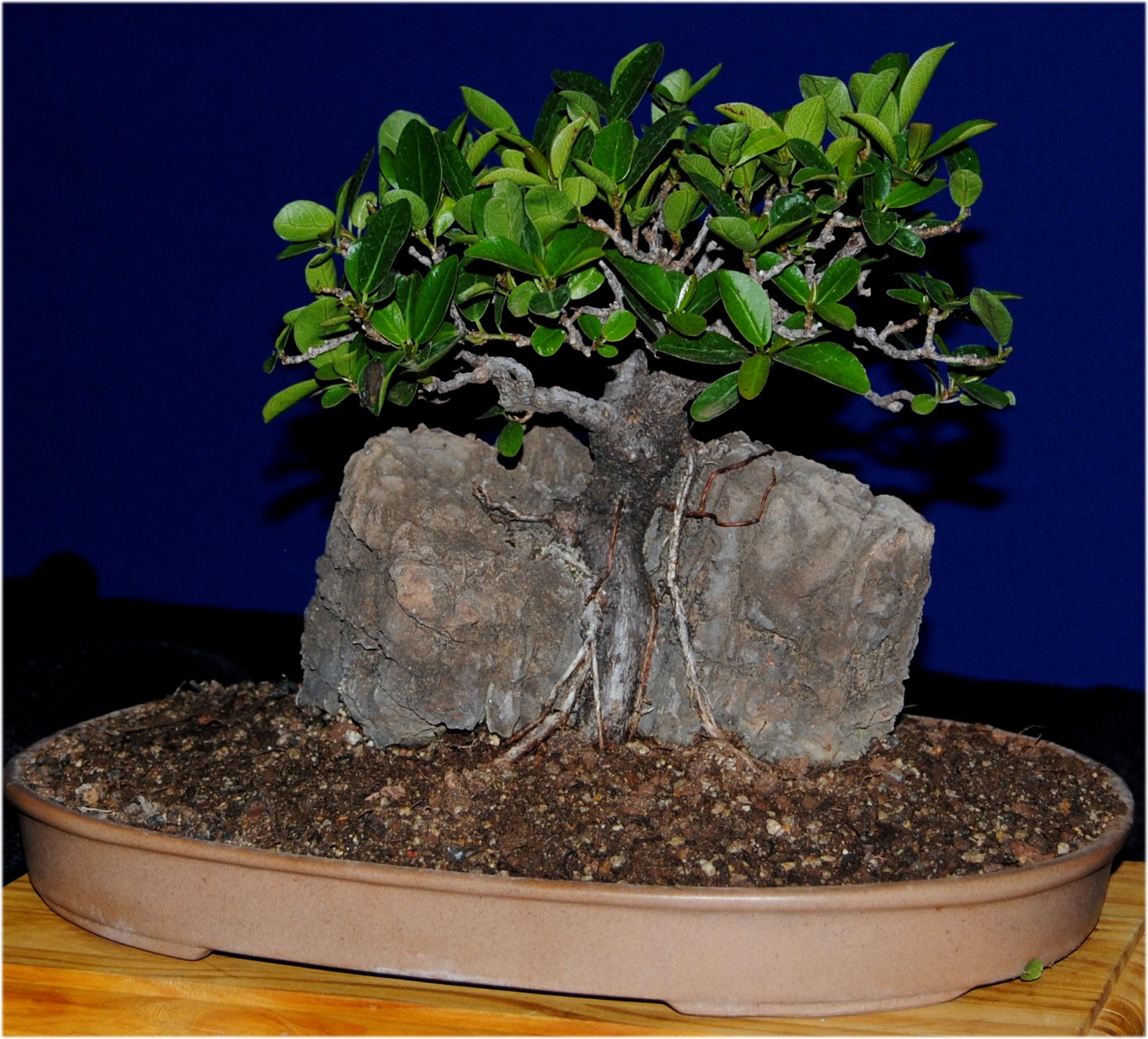 LENNARD'S BONSAI BEGINNINGS.: Root over rock Ficus.