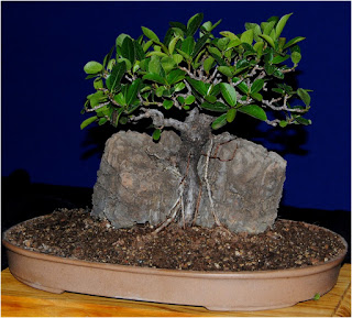 LENNARD'S BONSAI BEGINNINGS.: Root over rock Ficus.