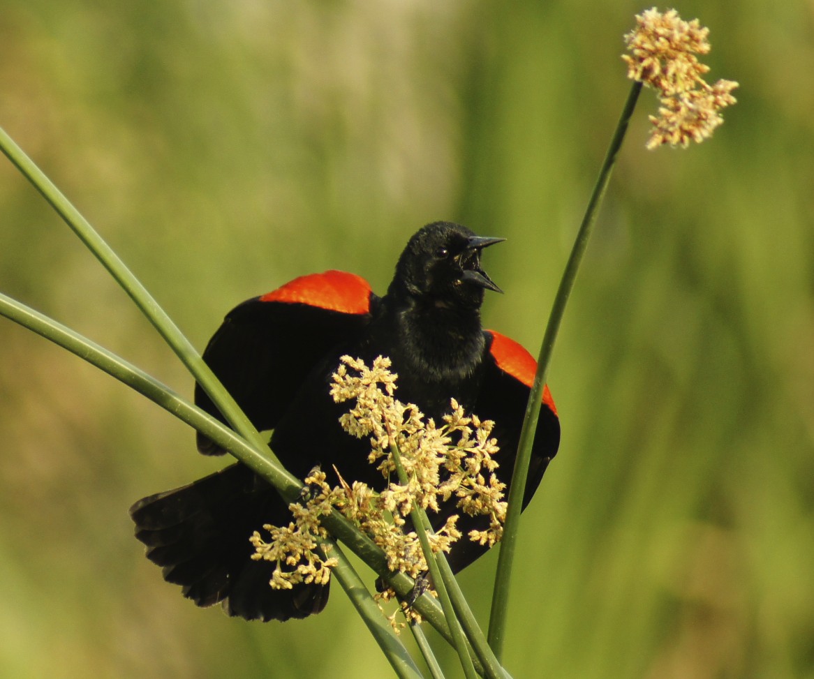 Butler's Birds: Red-Winged Blackbird