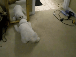 Inception Dog Gif