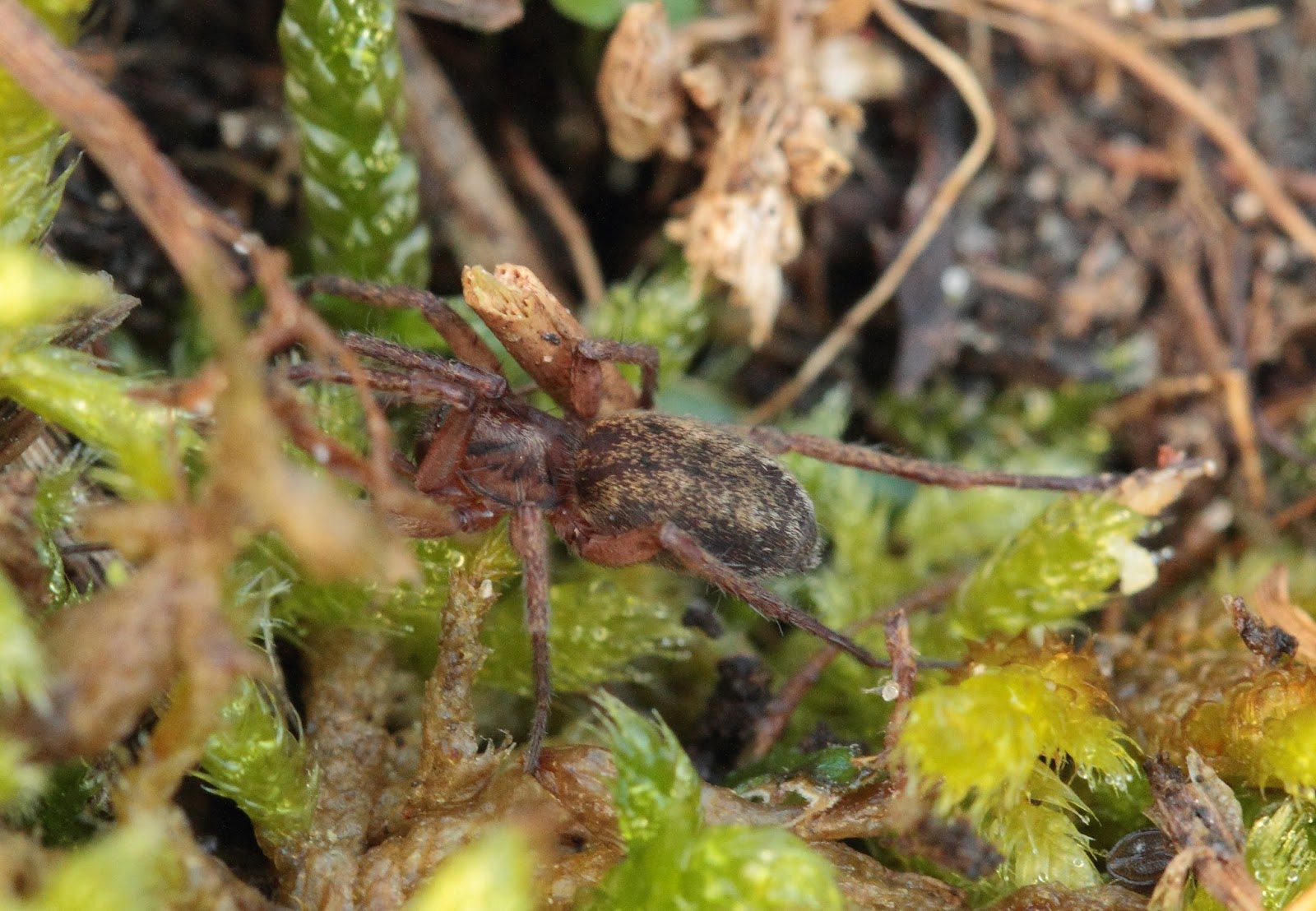 Holkham National Nature Reserve: Winter days working on the dunes