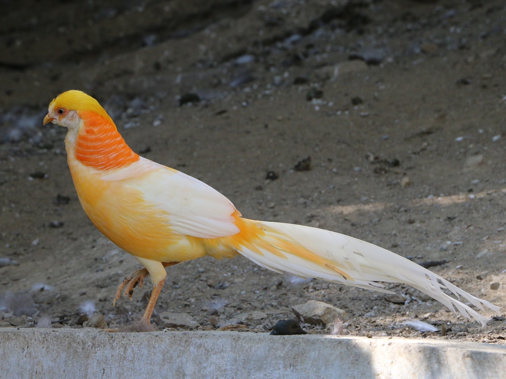 Golden Pheasant Facts Photos