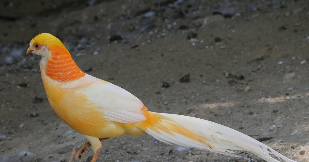 Golden Pheasant Facts Photos