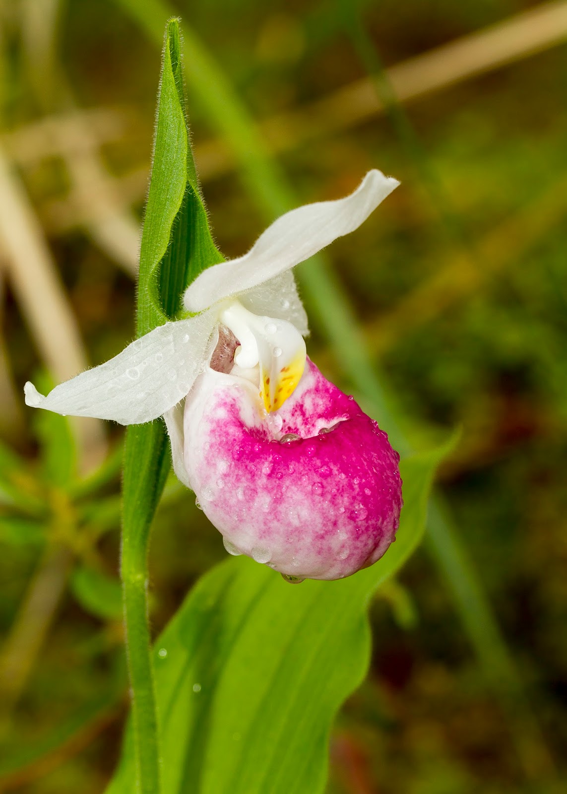 SPEED OF A PLANT: Wisconsin Orchids 2017