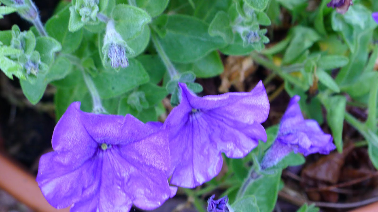 Lavender and Vanilla; Friends of the Gardens: The merry month of August ...