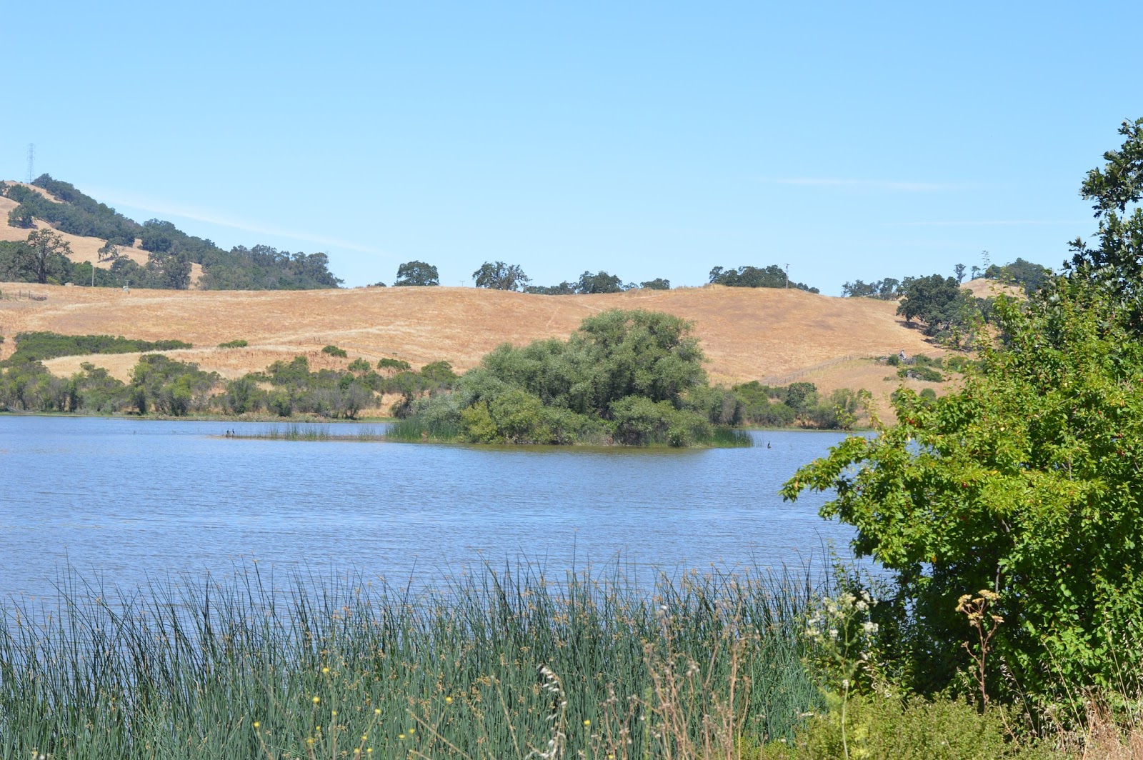 Musings on the Simple Life: Camp Out