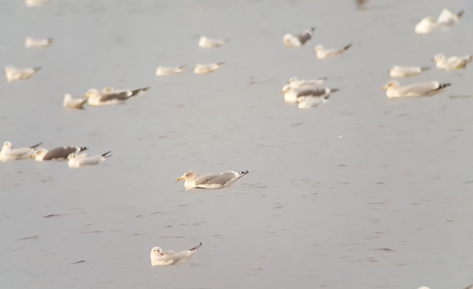 A Field Notebook: The Pennington Flash gull roost - week 1