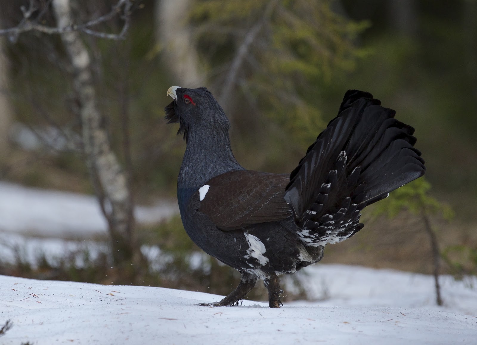 Naturfoto Einar Hugnes: Bare en tiur i "sentrum" av leiken