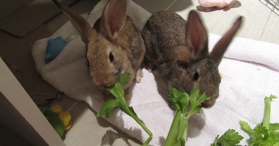 Rabbit Rescue Sanctuary: TINY BABY RABBITS FOR ADOPTION IN SYDNEY