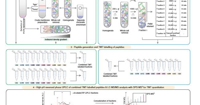 News in Proteomics Research: LOPIT-DC: Subcellular proteomics returns ...