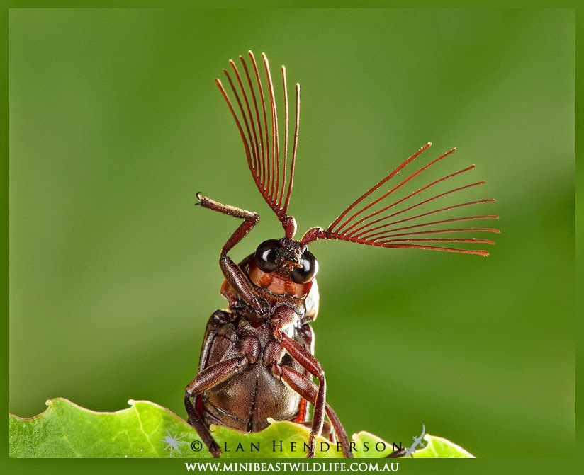 Minibeast Wildlife - Rainforest Encounters