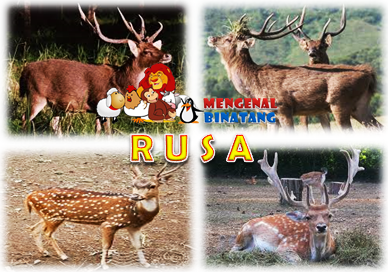 Rusa Dan Keistimewaan Tanduknya - Mengenal Binatang